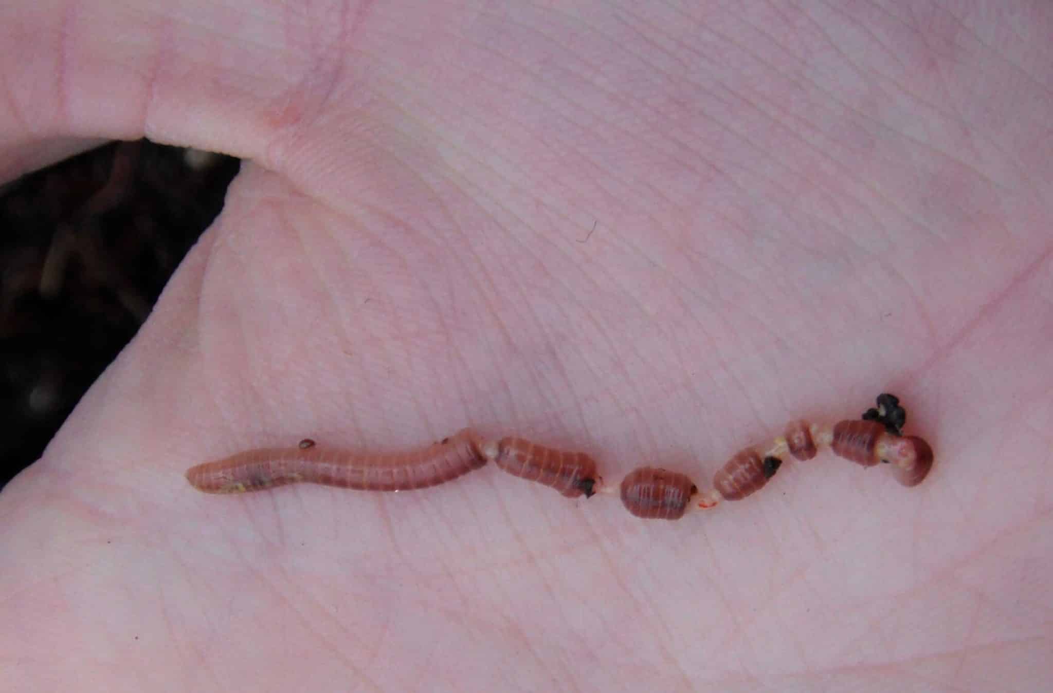 What Causes Protein Poisoning and What to Do About It