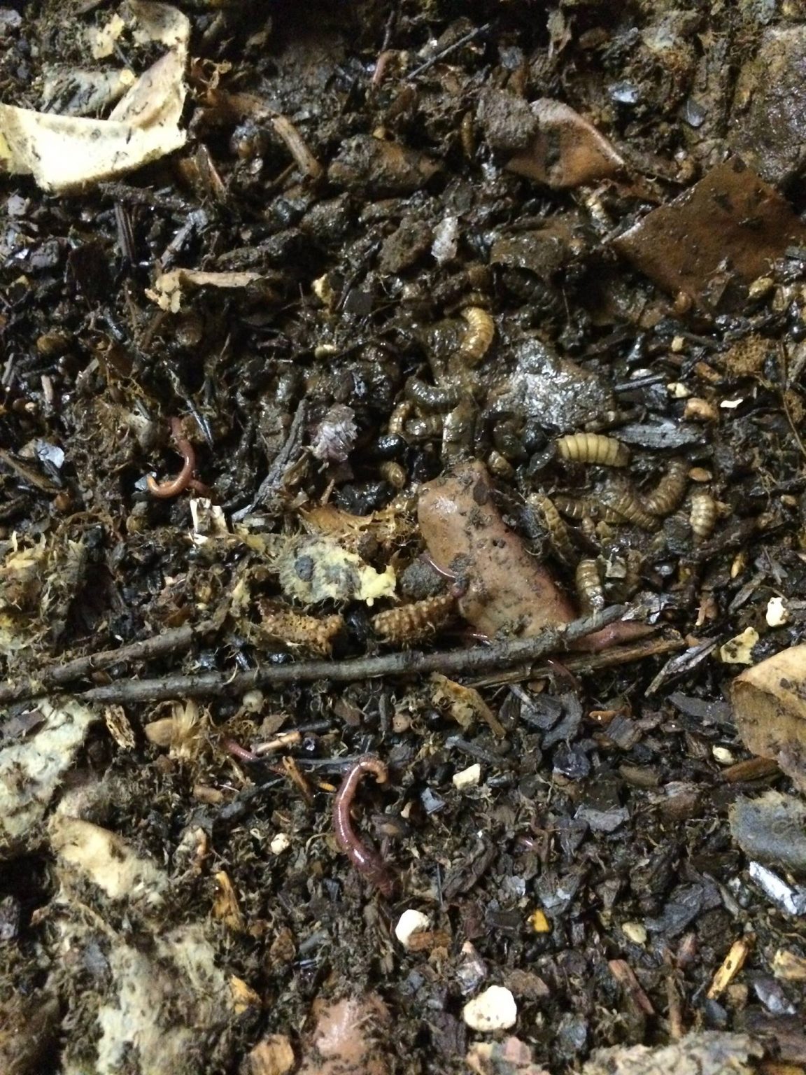 Urban Worm Interview Series: Soil Biology 101, Part I