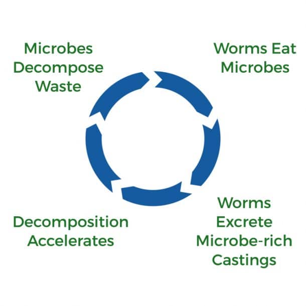 Vermicomposting 101: What Happens In A Worm Bin?