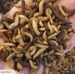 The Big Book of Worm Bin Pests & Problems