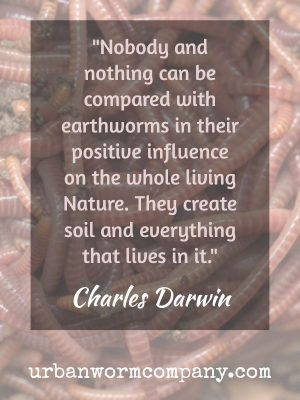 Vermicomposting: The Ultimate Guide for the Beginner and Beyond