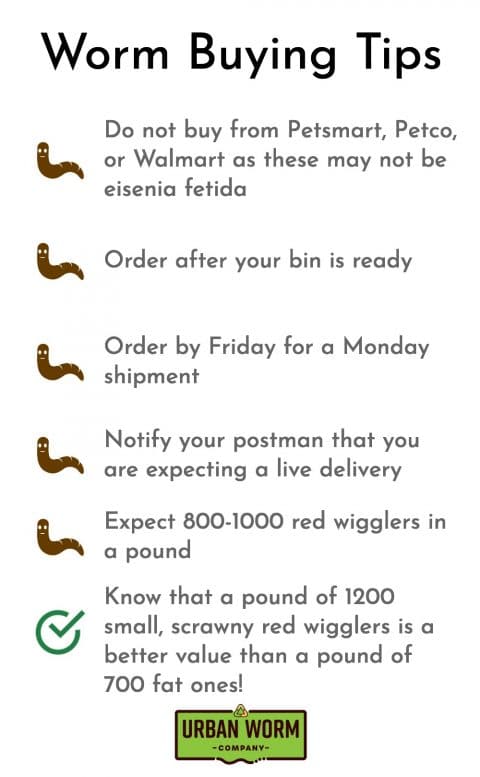 Guide to Red Wiggler Composting Worms: Everything You Need to Know