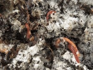 Red Wiggler Composting Worms: Everything You Need to Know