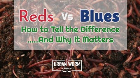 Vermicomposting: The Ultimate Guide for the Beginner and Beyond