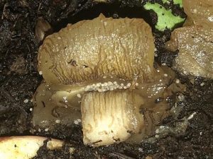 Mites in Your Worm Bin: Why They're There and How to Control Them