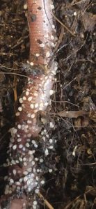 Mites in Your Worm Bin: Why They're There and How to Control Them