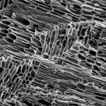 Biochar 101: Your Intro to the "Manhattan of Microbes"