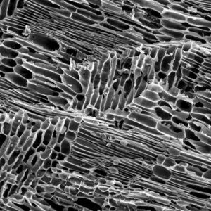 Biochar 101: Your Intro to the "Manhattan of Microbes"