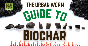 How to Start a Worm Bin the Right Way: Vermicomposting 101