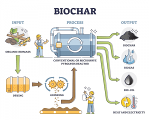 Biochar 101: Your Intro to the "Manhattan of Microbes"