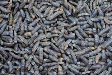 The Big Book of Worm Bin Pests & Problems