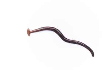 The Big Book of Worm Bin Pests & Problems