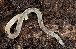 The Big Book of Worm Bin Pests & Problems