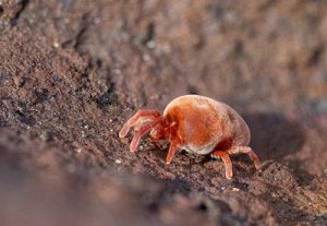The Big Book of Worm Bin Pests & Problems