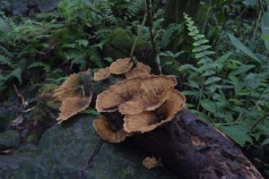 Introduction to the Soil Food Web
