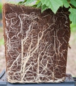 Magical Mycorrhizae: Nature's Underground Network